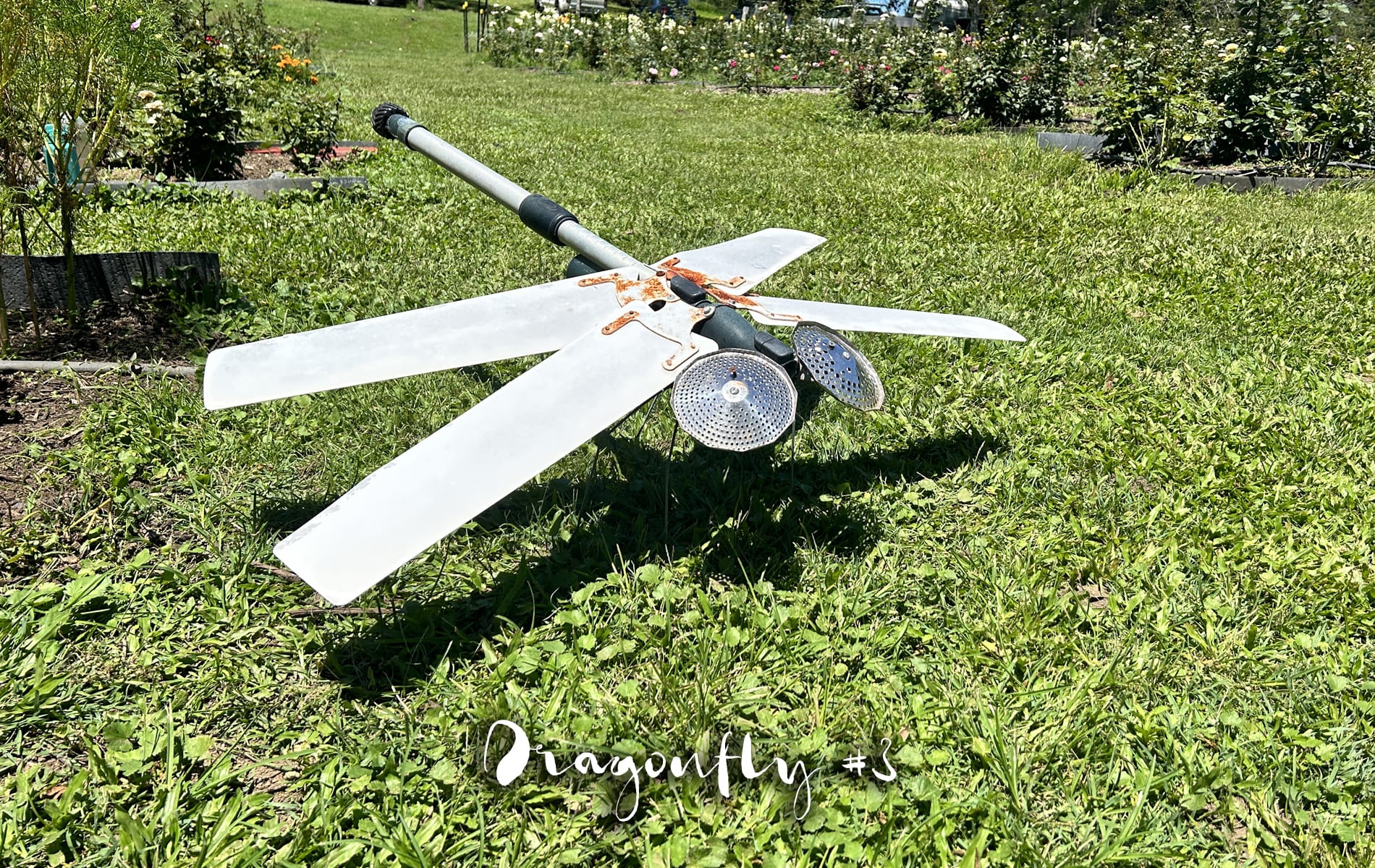 Dragonfly #3 - Russell Solomon