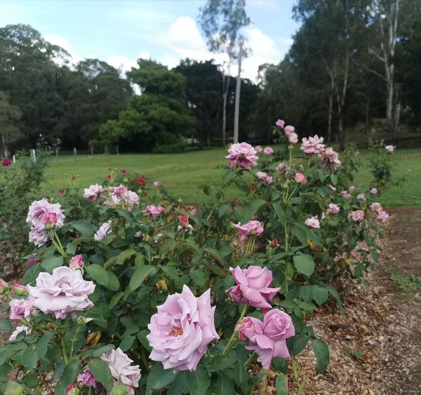 Open Air Sculpture Gallery at Brookfield Rose Farm